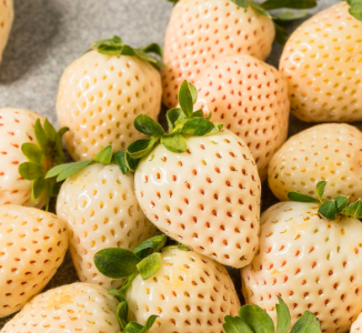 Fragola bianca Pineberry® - Vivai Veimaro - Vivaio specializzato nella ...